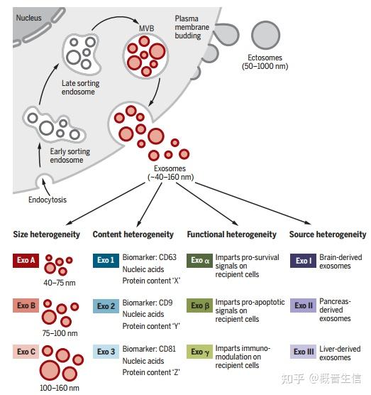 重磅综述：一文读懂肿瘤缺氧微环境中的外泌体 - 知乎