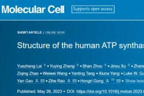 Mol Cell | 揭示人源线粒体ATP合成酶的结构 - 知乎