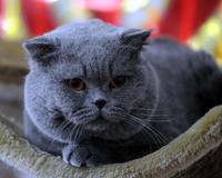 Matlab数字图像处理-im2gray与rgb2gray区别 - 知乎