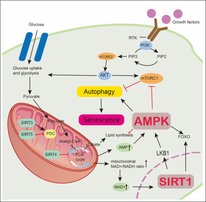 SIRT和AMPK靶点通路知识讲解 - 知乎