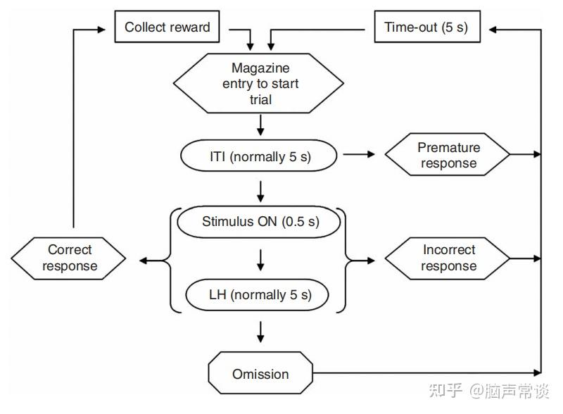 脑声常谈｜五项选择连续反应时间任务实验（5-CSRTT）模型训练方法（以大鼠为例） - 知乎