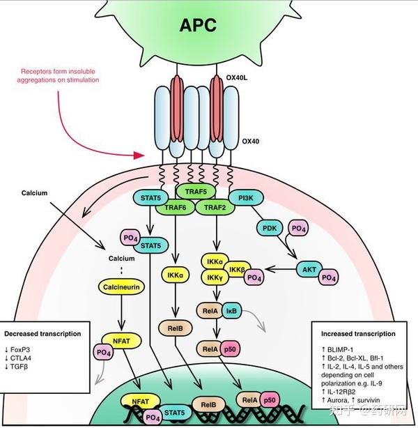 癌症及自免疫靶点：OX40 - 知乎