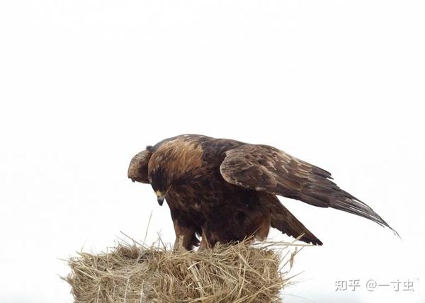 号称猛禽之王的金雕，有啥特别之处？空中击杀天鹅，地面捕食野狼 - 知乎