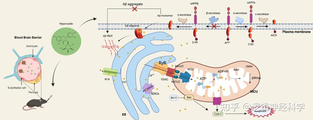 Redox Biol︱澳门科技大学罗婉君团队揭示金丝桃苷通过内质网-线粒体Ca2+信号转导级联减轻阿尔茨海默症Aβ毒性作用机制 - 知乎