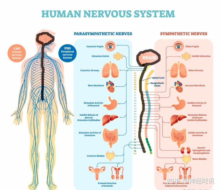 中枢神经系统和周围神经系统的区别？ - 知乎
