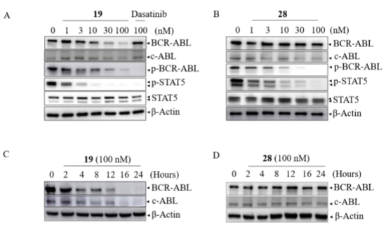 BETd-260,JB170,BSJ-04-132,XZ739,MT-802 靶蛋白水解简介 - 知乎