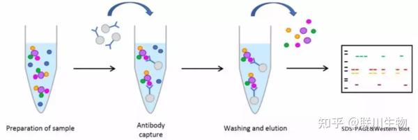 RIP？Co-IP？ Pull-down？这篇千字长文让你明明白白 | RIP专题 - 知乎