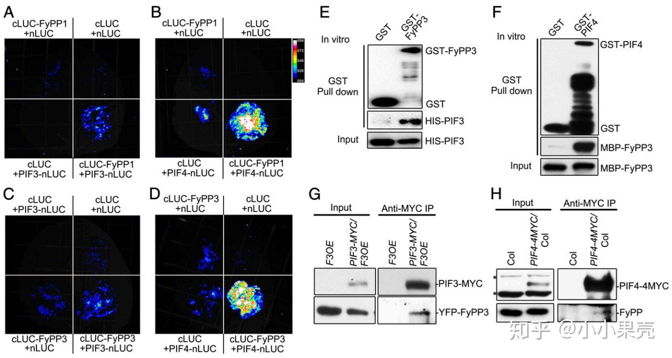 磷酸酶PP6通过去磷酸化PIF蛋白负调控植物光形态建成 - 知乎