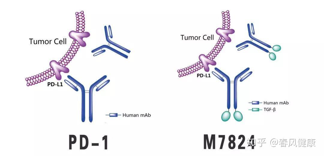 肺癌重磅新药M7824！双功能性免疫疗法，总缓解率高达71.4% - 知乎