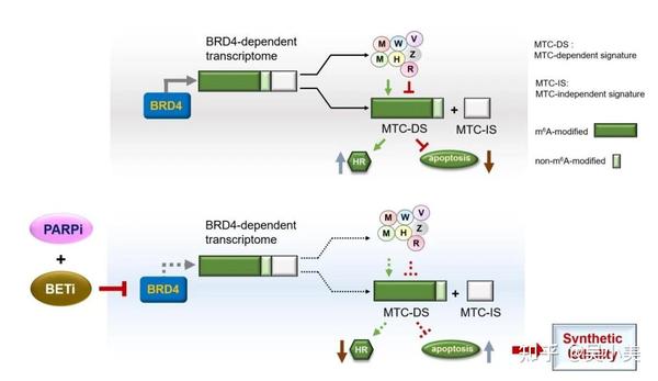 厦门大学生命科学学院团队揭示BRD4调控m6A甲基转移酶复合体及其在BETi/PARPi联合抗癌治疗中的功能! ! - 知乎