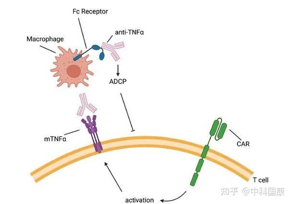 CAR分子设计中亲和力的取舍关键 - 知乎