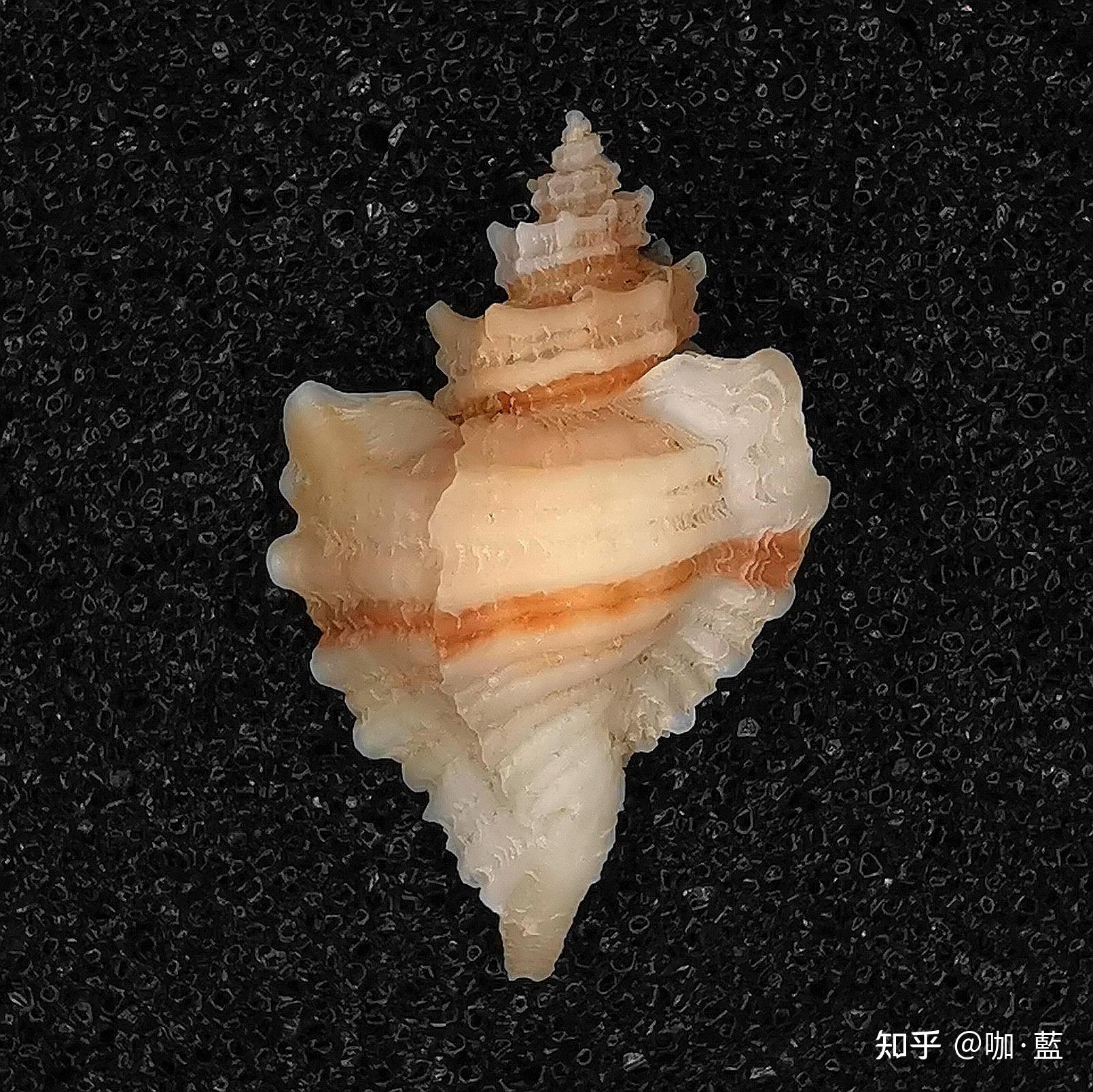 中国海域刍秣螺亚科（Ocenebrinae)的最新分类资料 - 知乎