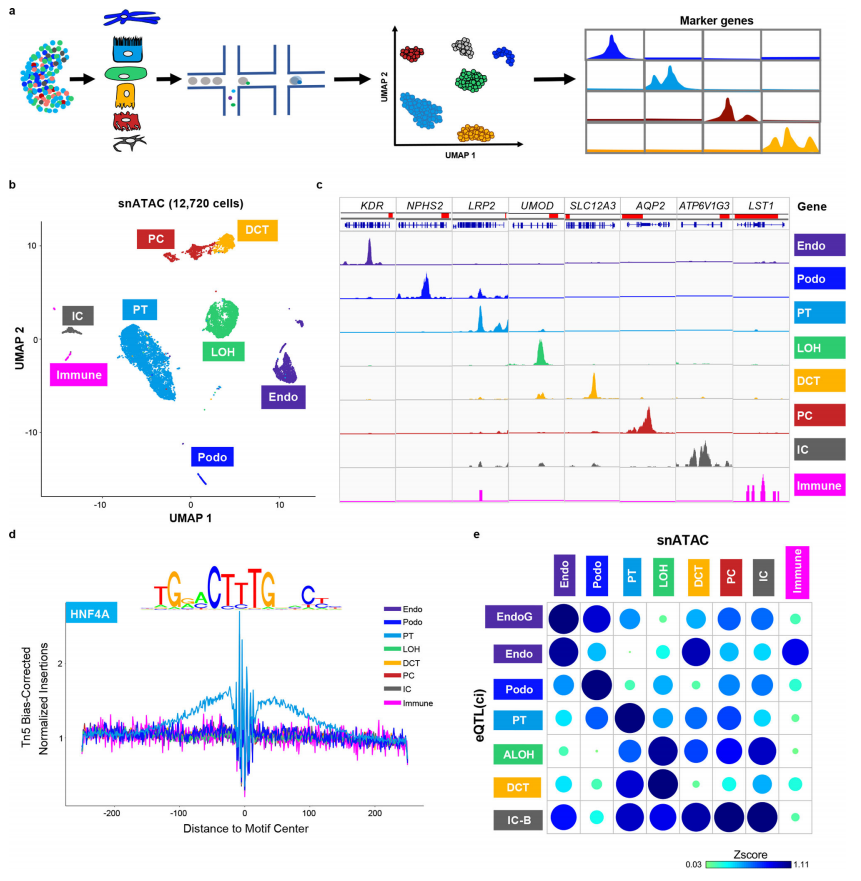 单细胞多组学与eQTL联合分析，确定肾脏疾病的机制和潜在治疗方法 - 知乎