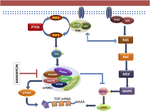 雷帕霉素(2)促癌：抑制mTOR反而促癌，是癌胞阴险还是神药无能？ - 知乎