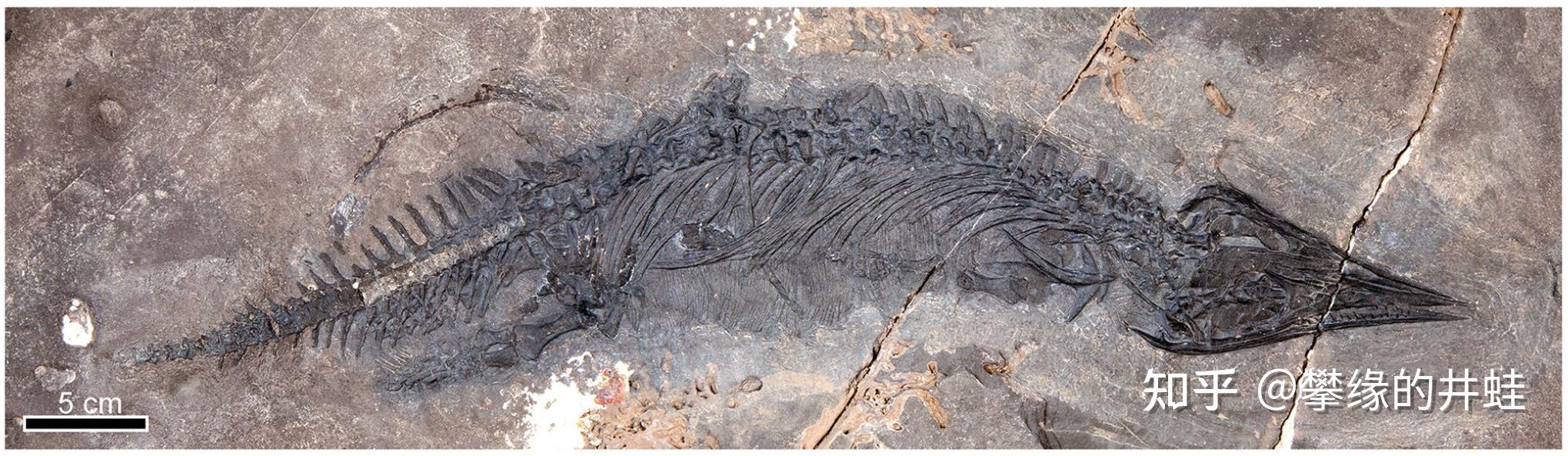 【地球演义】第二百七十六回 九龙颂8：等闲入海即乘潮 - 知乎