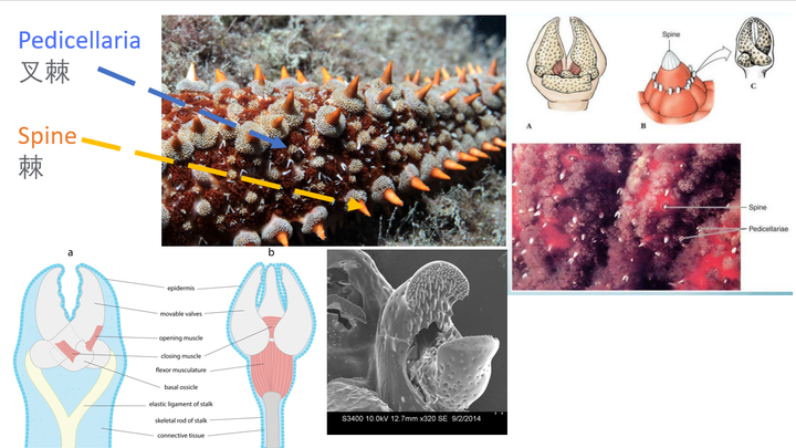 后口动物（I）--棘皮动物 - 知乎
