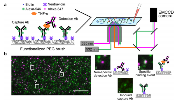 《Nature Communications》：单分子成像技术大大改进ELISA灵敏度和特异性 - 知乎