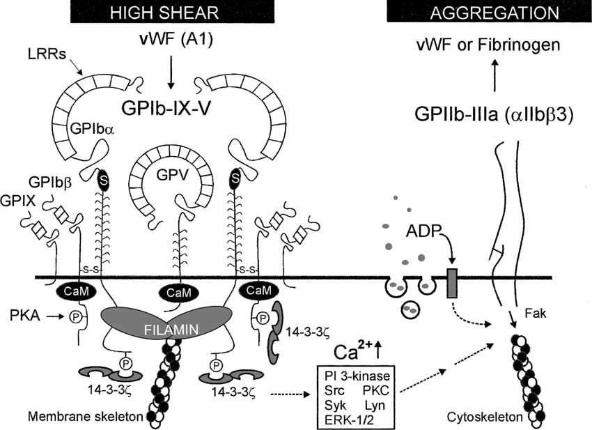 《工作细胞》中血小板拿的GP1B究竟是什么东西？有什么作用？ - 知乎