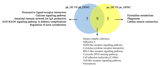 转录组+代谢组解析FASN在鹅卵泡发育过程中对鹅颗粒细胞的影响 - 知乎