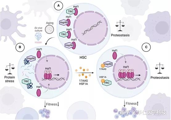 Hsf1是维持HSC适应性和蛋白质稳态的新靶点 - 知乎