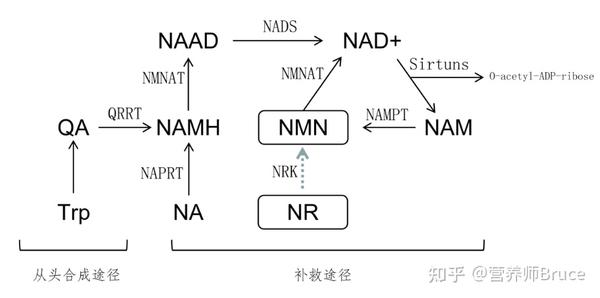 解密保持年轻和活力的密码，NMN和线粒体的奇妙关系 - 知乎