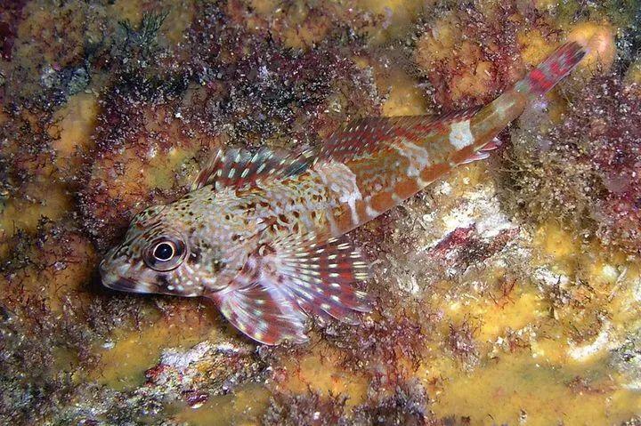 以“牛”为名，海中访“牛”（作者：暮晖熠熠） - 知乎