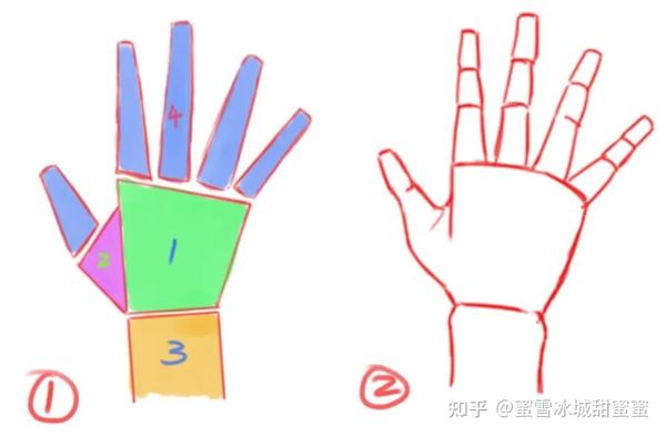 你现在会画手了吗？手的结构和比例你都搞懂了没 - 知乎