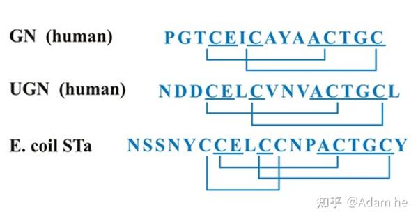 GUCY2C靶点介绍及临床应用 - 知乎