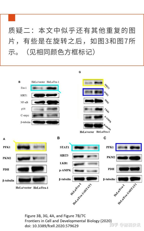 因蛋白条带极为相似，湖南省肿瘤医院论文作者被提请出示原始图 - 知乎