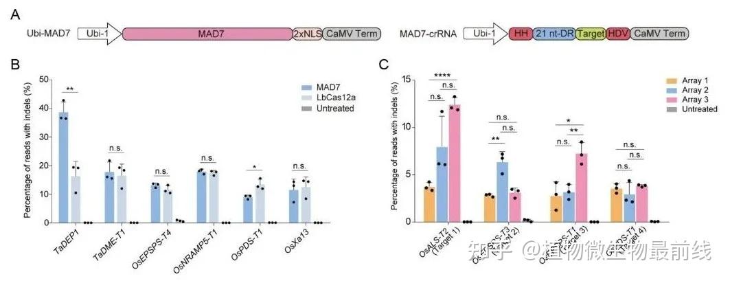 邱金龙/王延鹏团队合作报道了利用新型Cas核酸酶MAD7实现植物基因组编辑 - 知乎