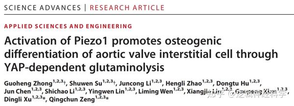 Sci Adv︱南方医科大学曾庆春/许顶立团队揭示Piezo1通过调控谷氨酰胺代谢促进钙化性主动脉瓣疾病发生发展的新机制 - 知乎