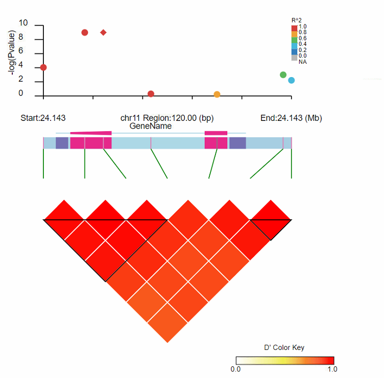 LDblock绘制连锁不平衡和单体型图 - 知乎