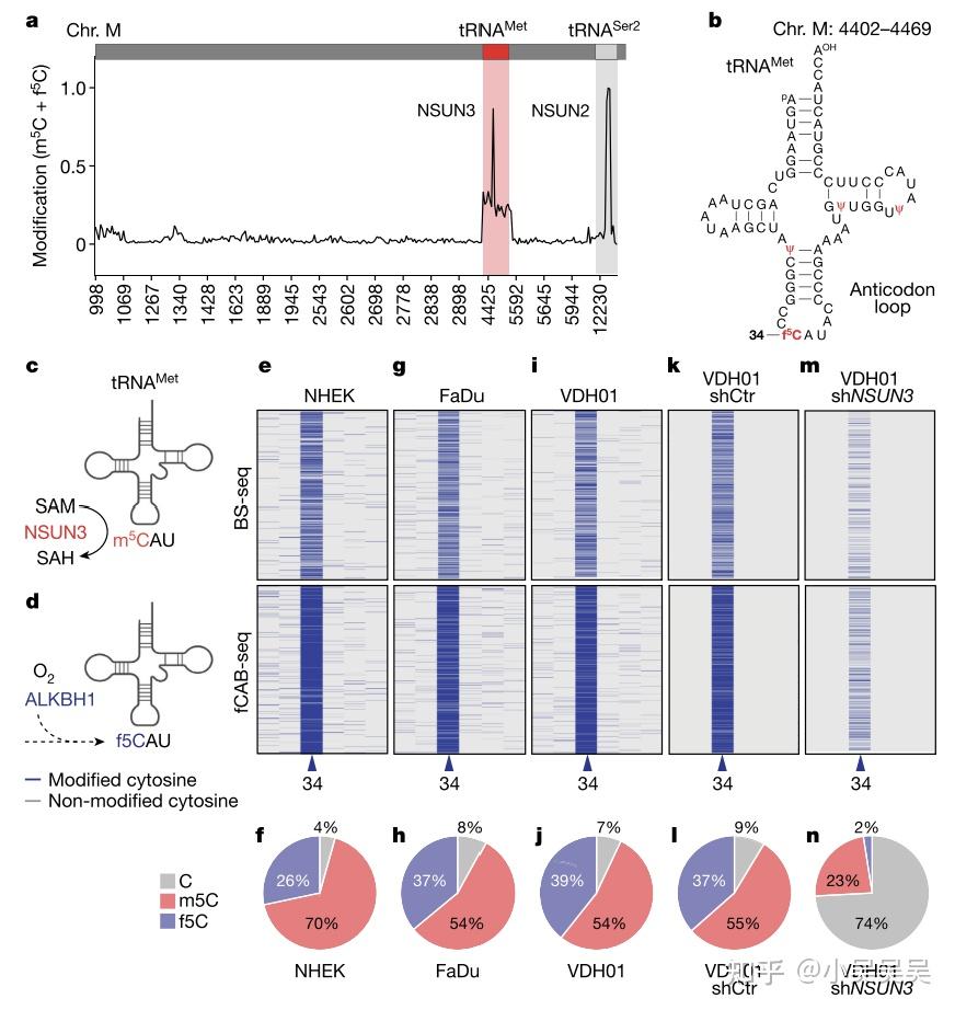 热点的相互碰撞---Nature研究证实，线粒体tRNA的m5C 修饰竟是肿瘤转移的发动机！ - 知乎