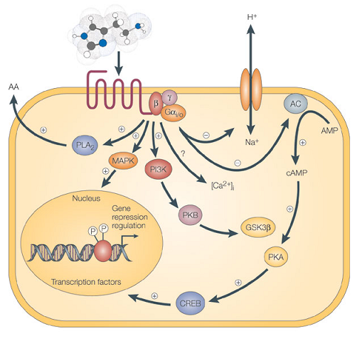 激素的作用机制（一） - 知乎