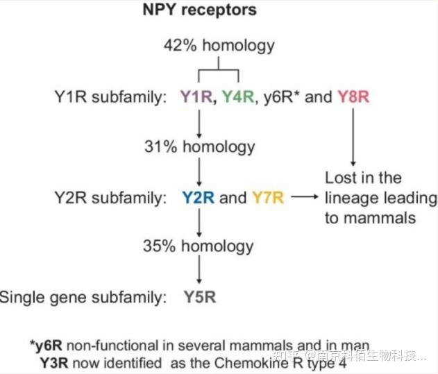 药靶细胞模型---NPY2R细胞筛选模型 - 知乎