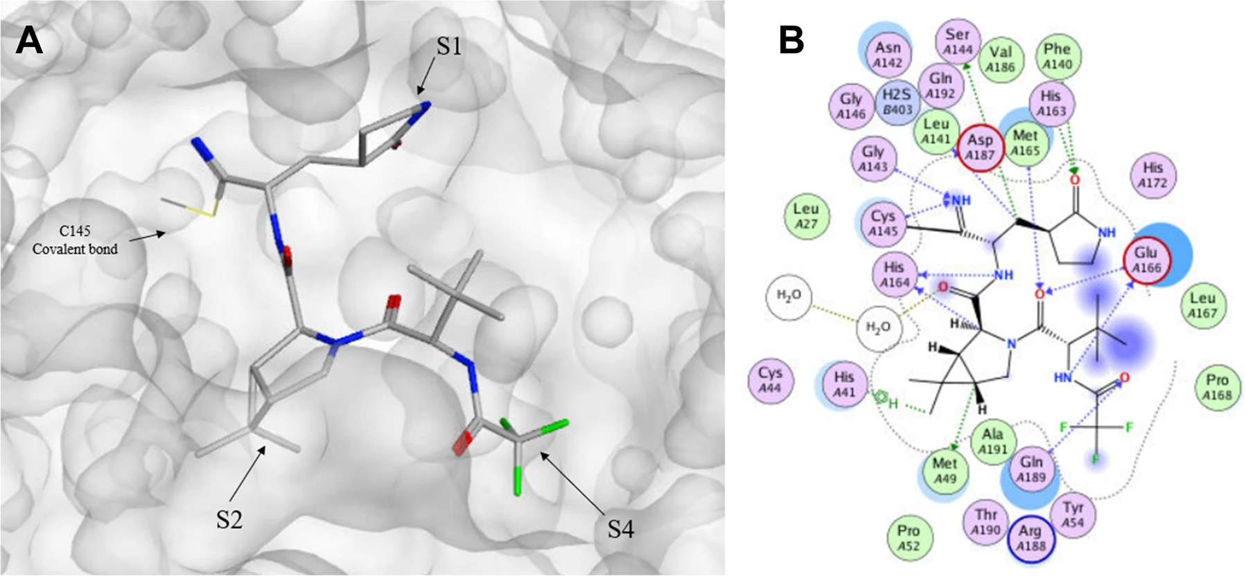 新冠药理：Paxlovid和瑞德西韦的原理，RdRp和MPro抑制剂与病毒的结合（docking）数据，还有哪些常用药可抑制病毒 - 知乎