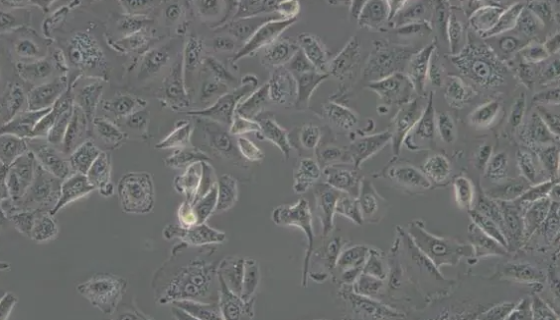 DMS 53人肺癌细胞的性质与用途及生产工艺！ - 知乎