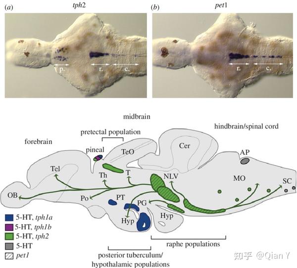 中缝核（Raphe）的奥秘 - 知乎