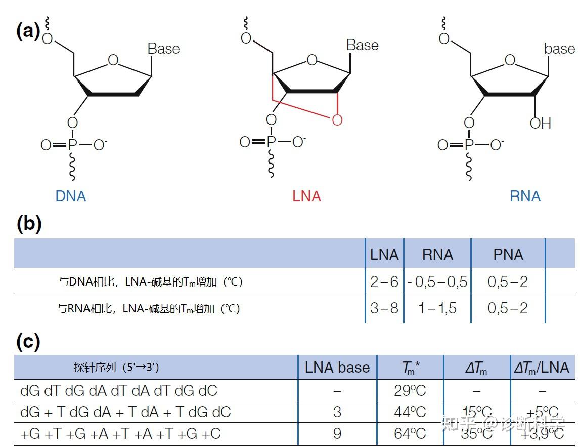 简述核酸分子杂交的基本原理、类别及应用？ - 知乎
