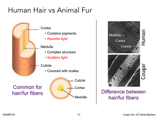 描述毛发的 BCSDF：Marschner Model、Double Cylinder Model - 知乎