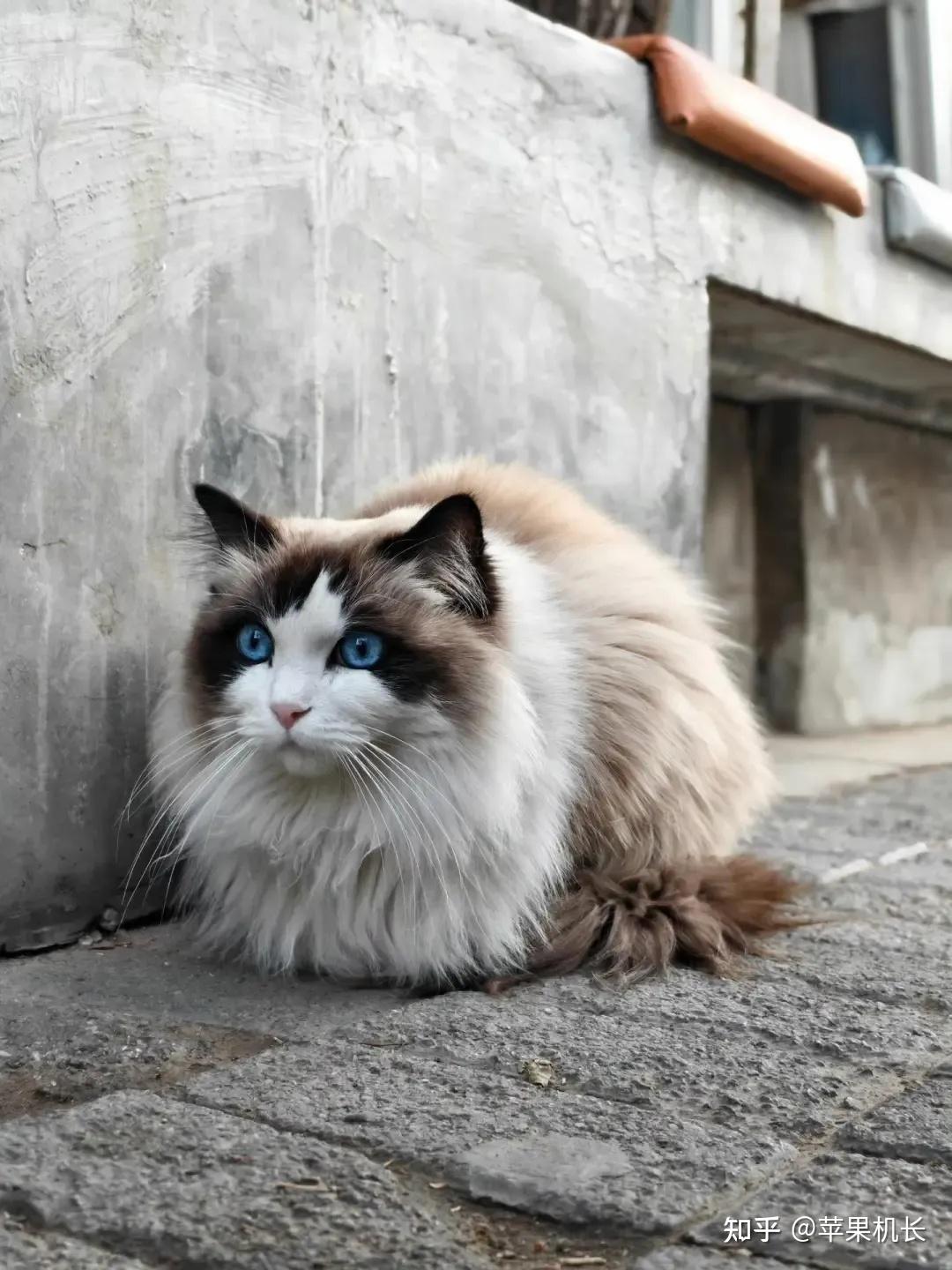 vivo S50 Pro mini优缺点汇总：3个优点，2个缺点，入手之前建议先看看 - 知乎