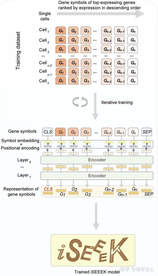 单细胞组学大模型（1）--- iSEEEK - 知乎