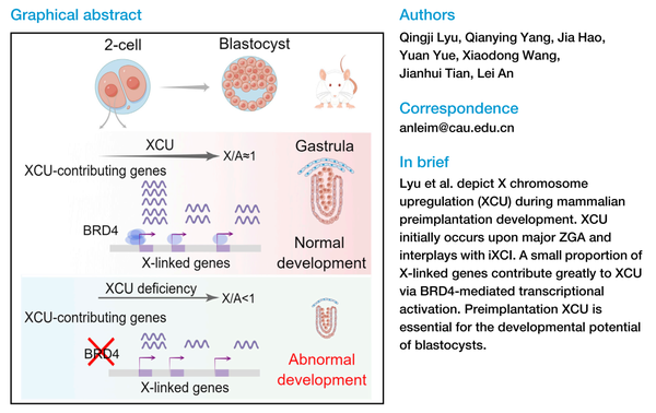 Current Biology | 中国农业大学揭示早期胚胎X染色体剂量上调新机制 - 知乎