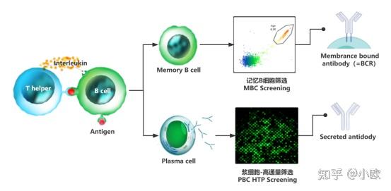 SingleB单抗发现技术攻克PCT检测灵敏度难题，正式开启进口抗体替代之路 - 知乎