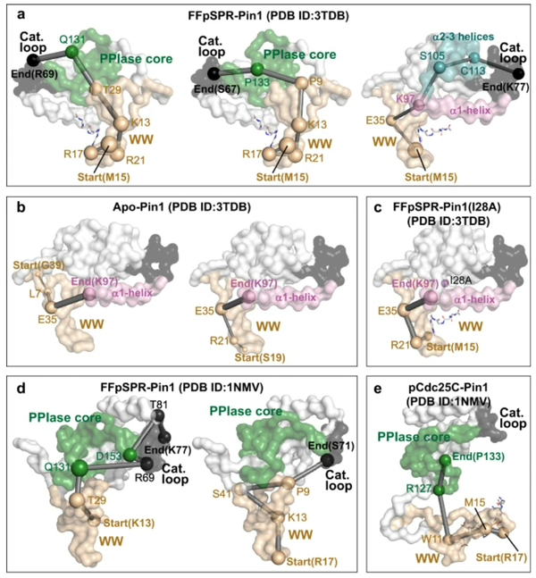 吉林大学团队使用 AI 分析大量生物数据，探索蛋白质变构过程的动态相互作用 - 知乎