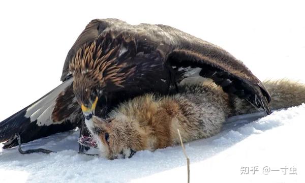 号称猛禽之王的金雕，有啥特别之处？空中击杀天鹅，地面捕食野狼 - 知乎