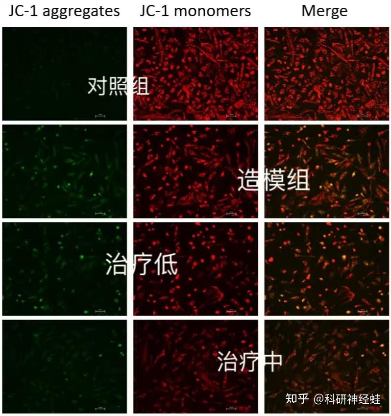 JC-1线粒体膜电位检测———实验入门全解析 - 知乎