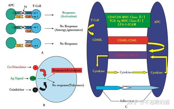 共刺激分子的物质基础，及其正负信号调控网络 - 知乎