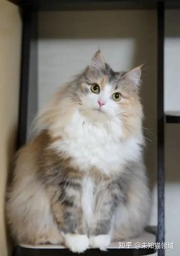 世界长毛猫品种 - 知乎