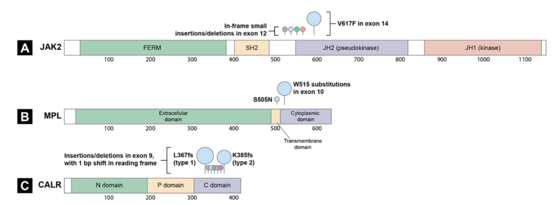 杰论系列 | 骨髓增殖性肿瘤MPN相关基因检测及临床意义 - 知乎